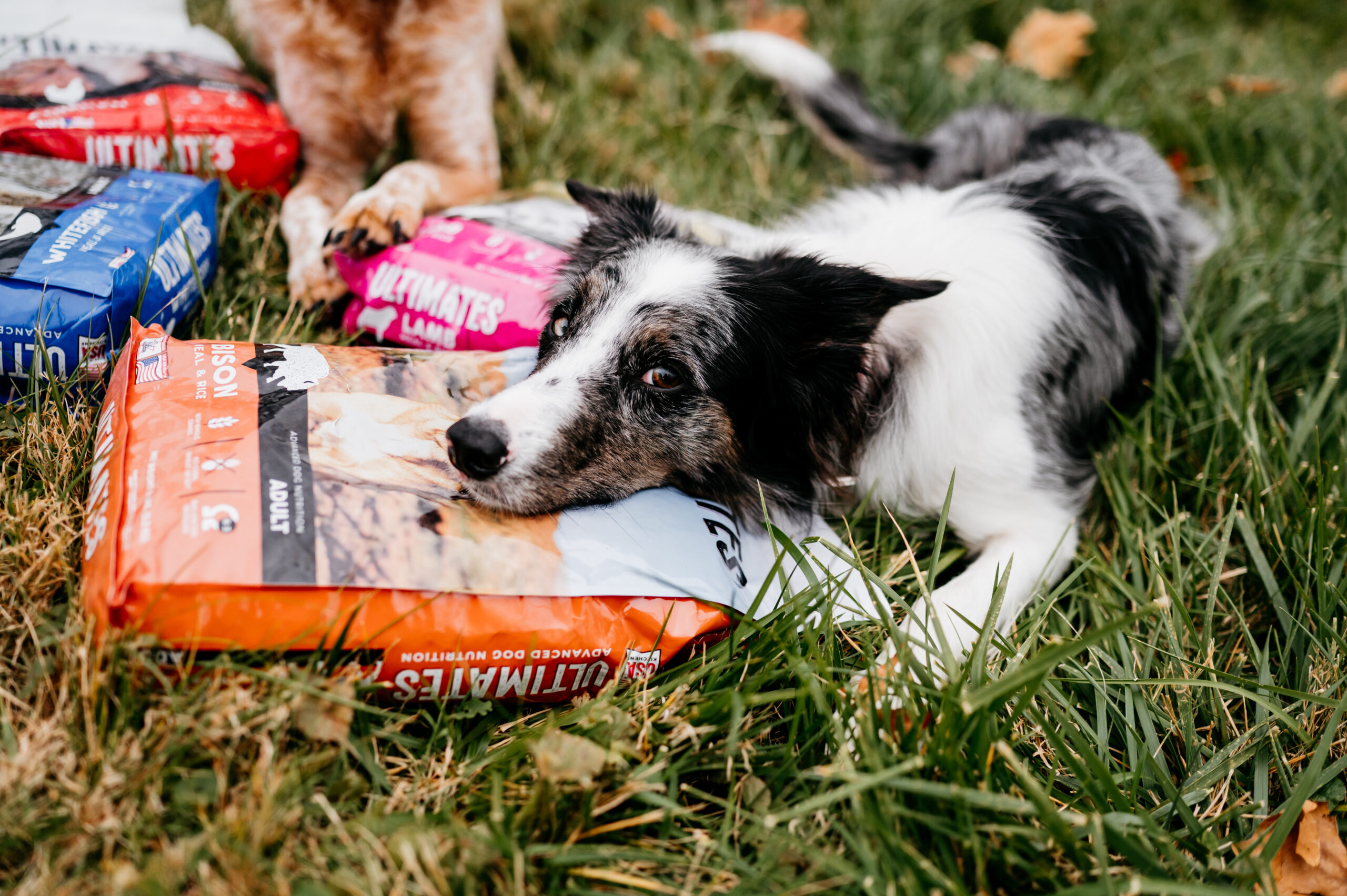 MIDWESTERN PET FOODS' ULTIMATES PET NUTRITION INTRODUCES NEW RECIPE ...